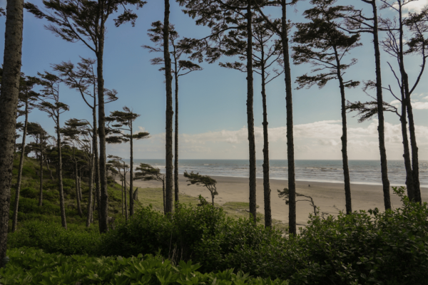 The Call Of The Wild - Seabrook | A Walkable Coastal Town